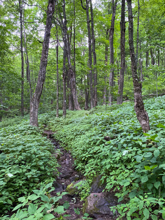 Long Trail Section 1 - Trekking Sketches