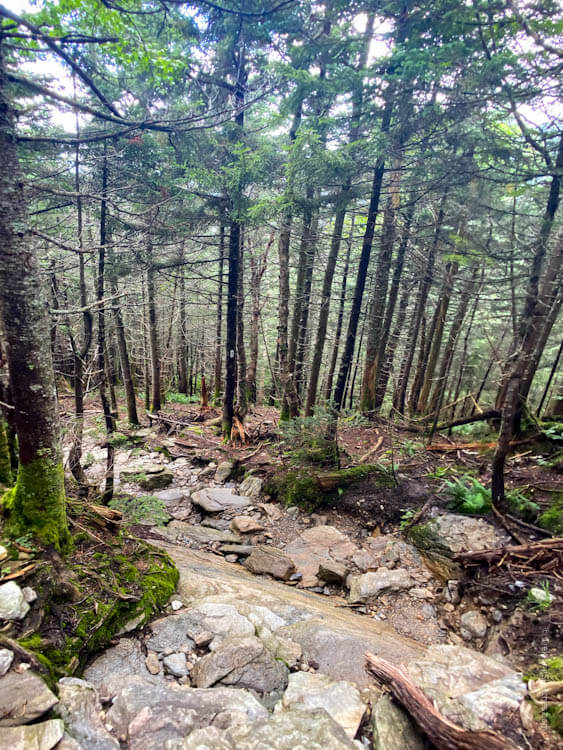 Long Trail Section 2 - Trekking Sketches