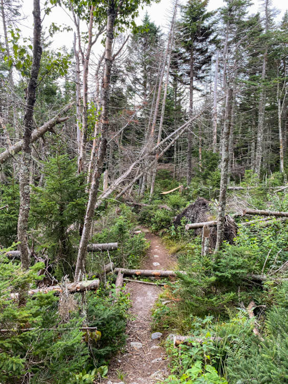 Long Trail Section 3 - Trekking Sketches