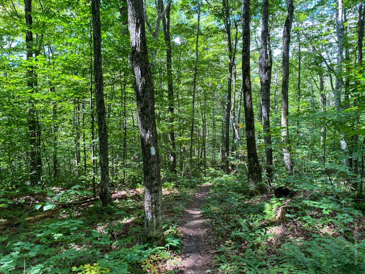 Long Trail Section 4 - Trekking Sketches