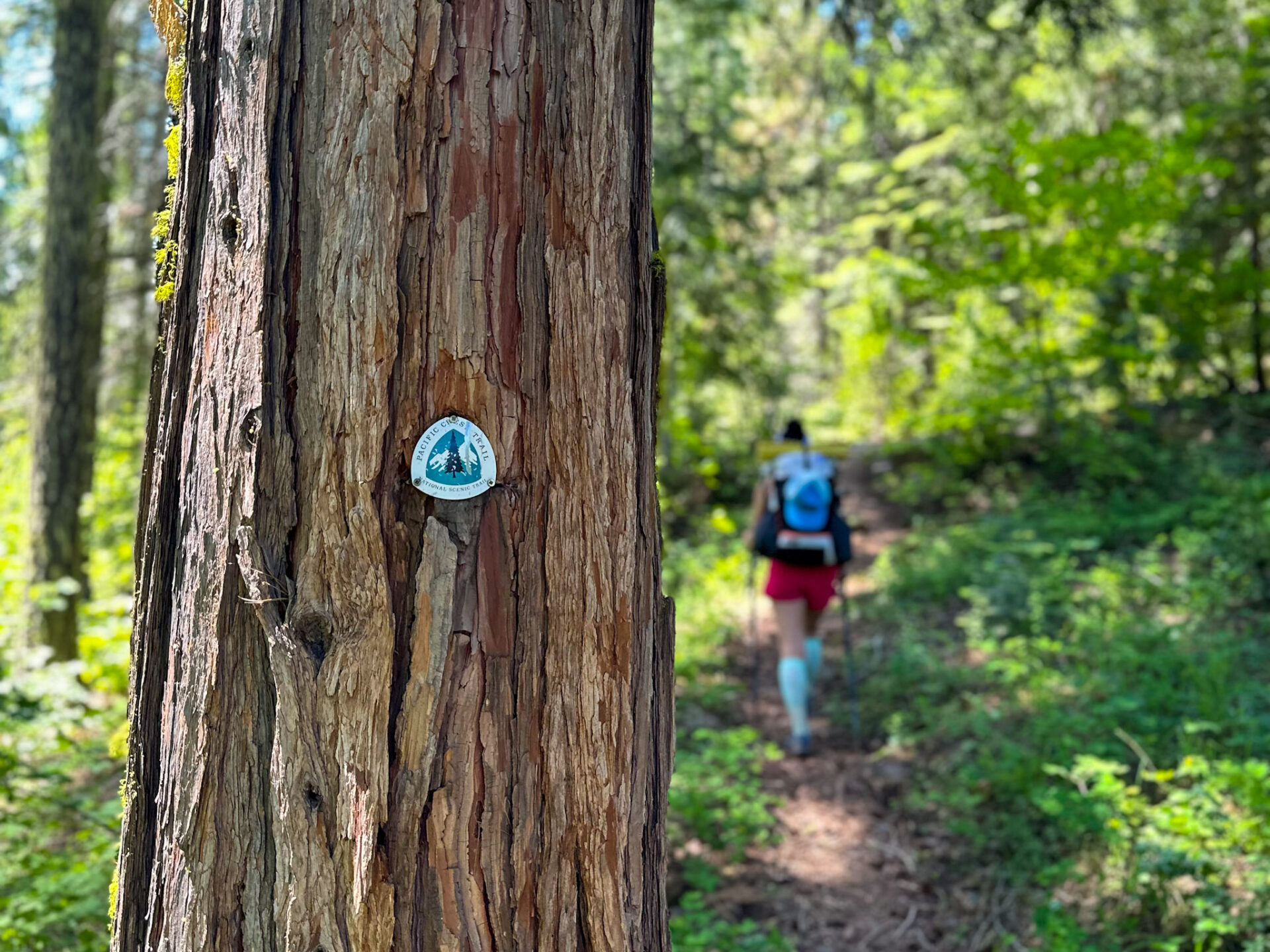 Days 0-5 on the Pacific Crest Trail: California Section O - Trekking ...